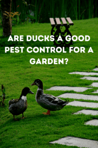 Are ducks a good pest control for a garden?
